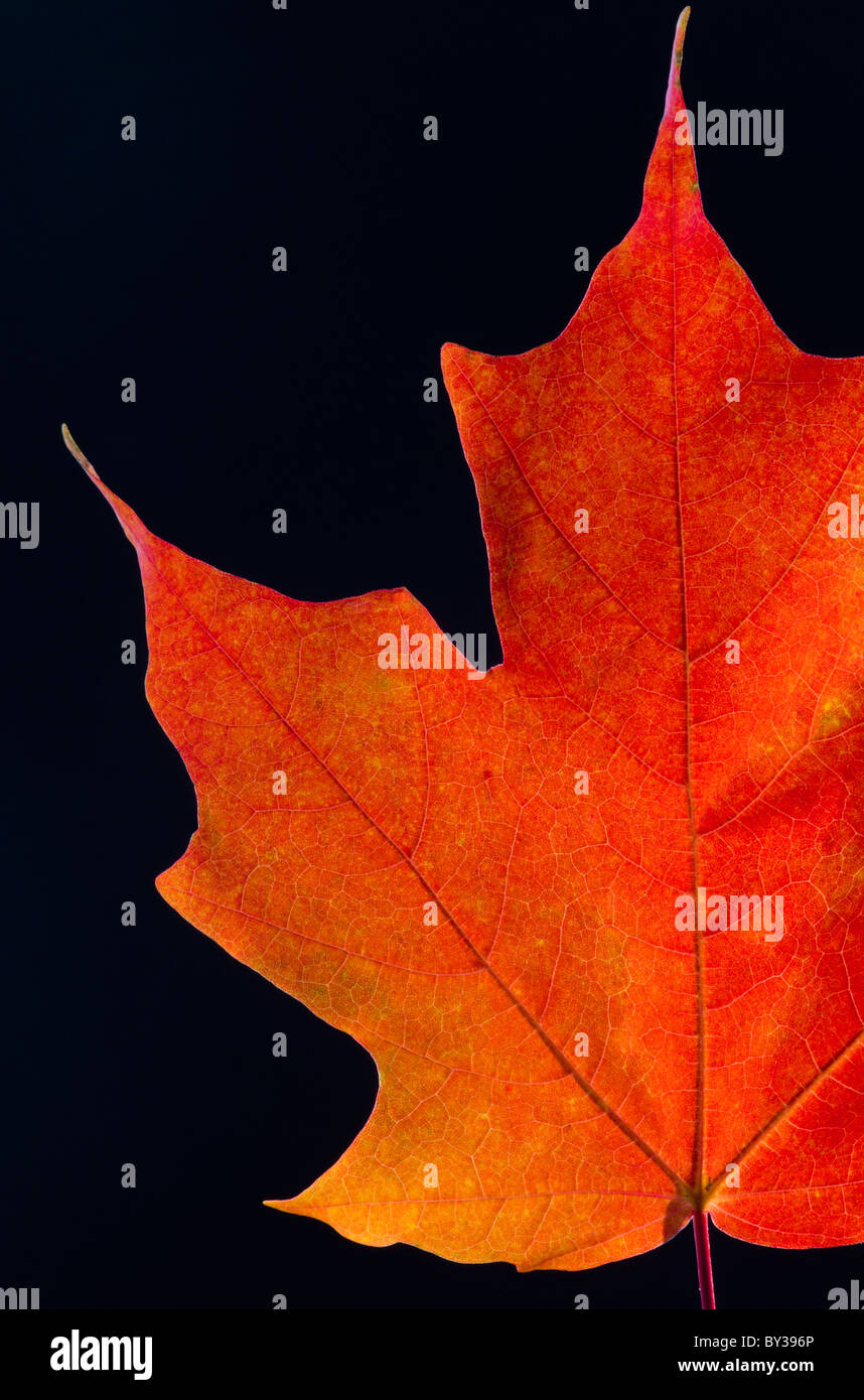 Autumn Maple leaf on black background Stock Photo - Alamy