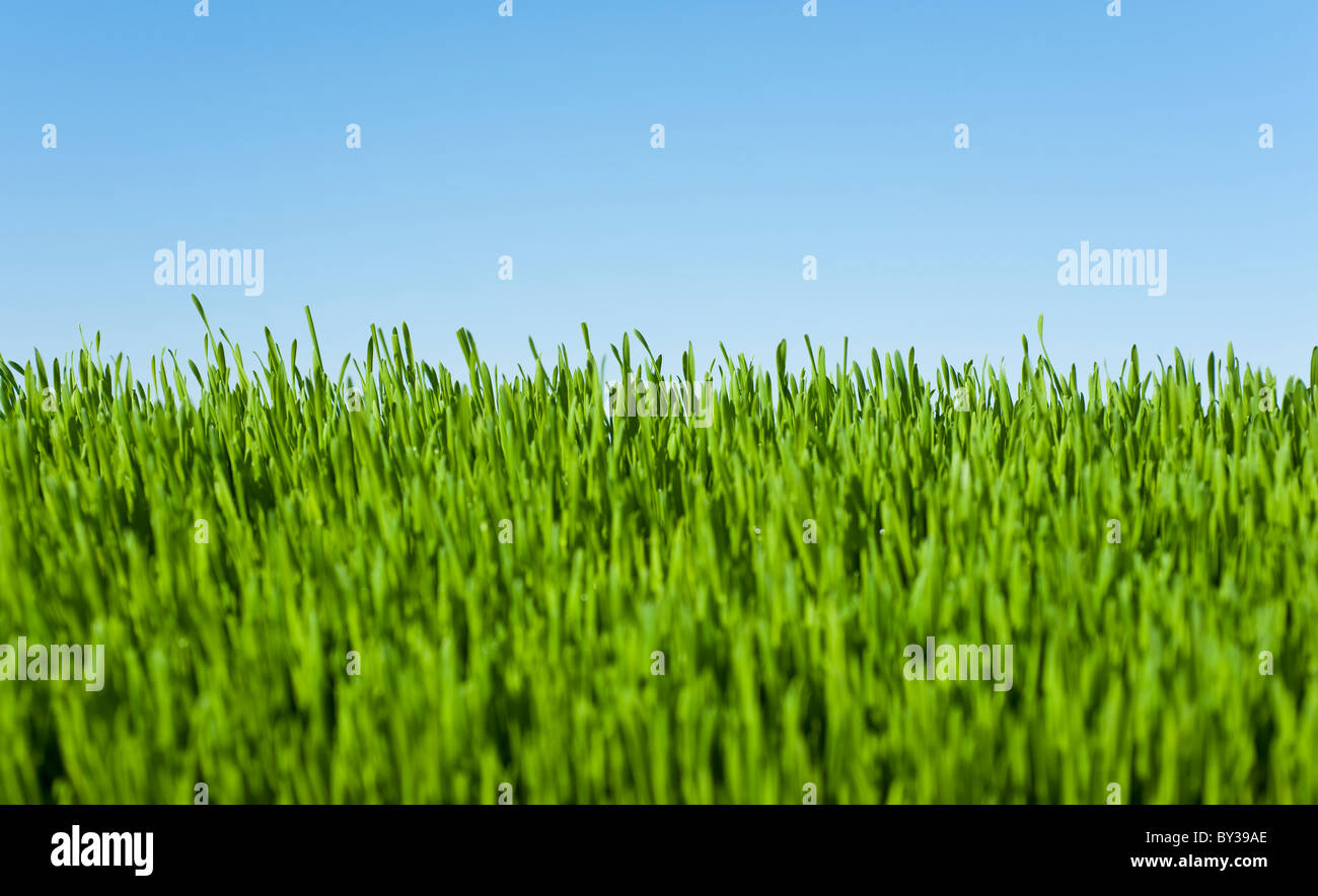 Field of grass with blue sky Stock Photo - Alamy