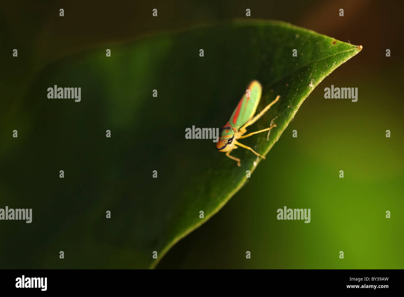 Macro of a Rhododendron leafhopper (Graphocephala fennahi) on a ...