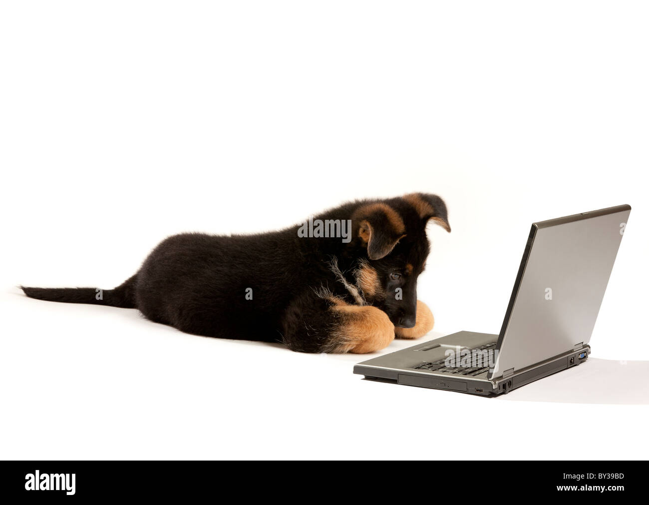 German Shepherd Dog puppy at nine weeks old looking at a Laptop ...