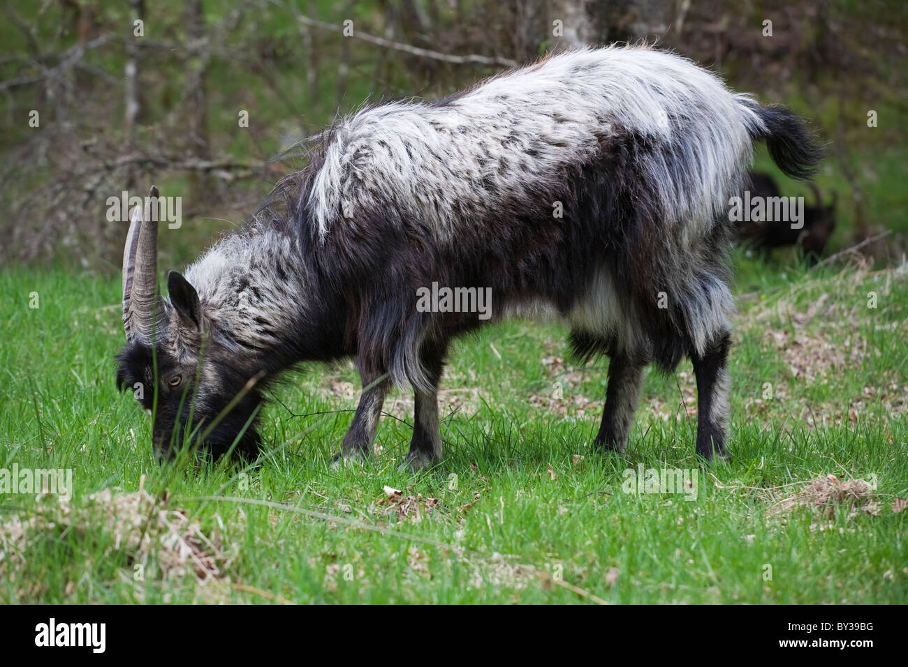 A feral goat in Loch Lomond and the Trossachs National Park Stock Photo ...