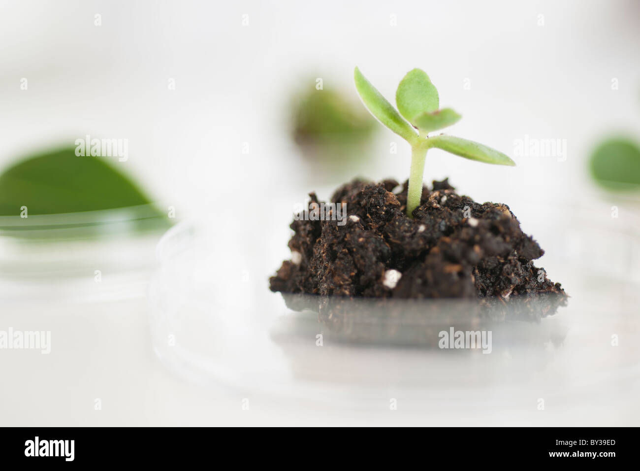 USA, New Jersey, Jersey City, Botanic laboratory Stock Photo - Alamy