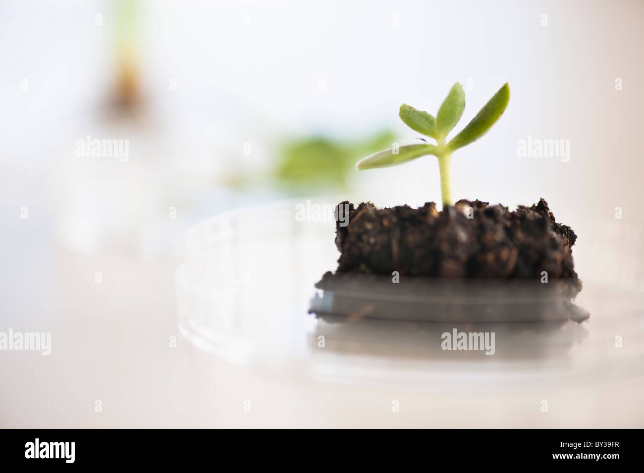 USA, New Jersey, Jersey City, Botanic laboratory Stock Photo - Alamy