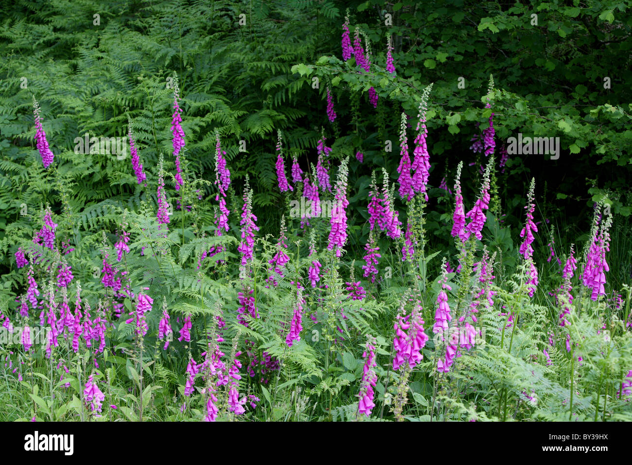 Bright pink foxgloves hi-res stock photography and images - Alamy