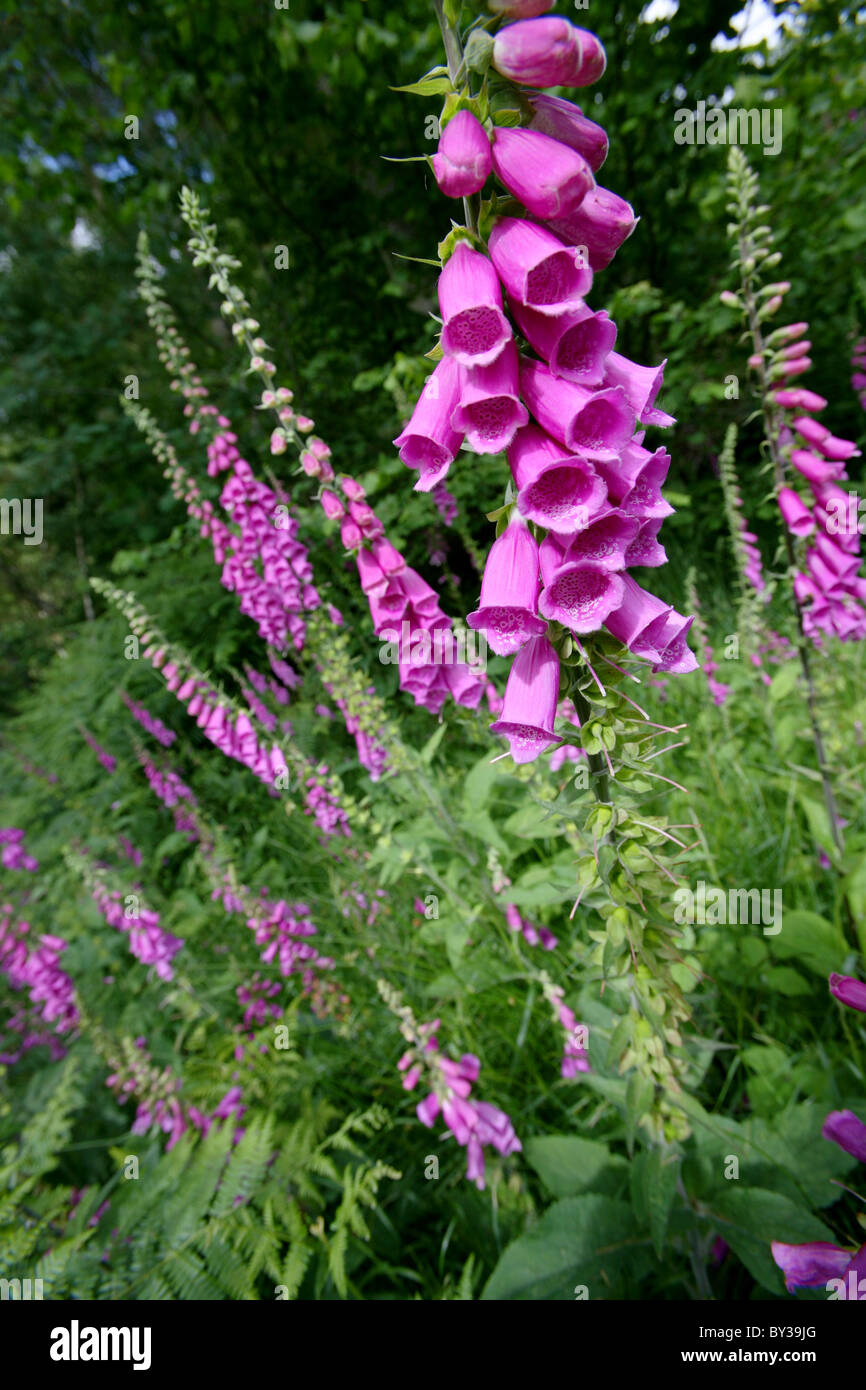 Bright pink foxgloves hi-res stock photography and images - Alamy