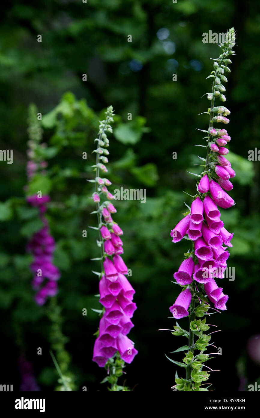 Foxgloves in detail hi-res stock photography and images - Alamy