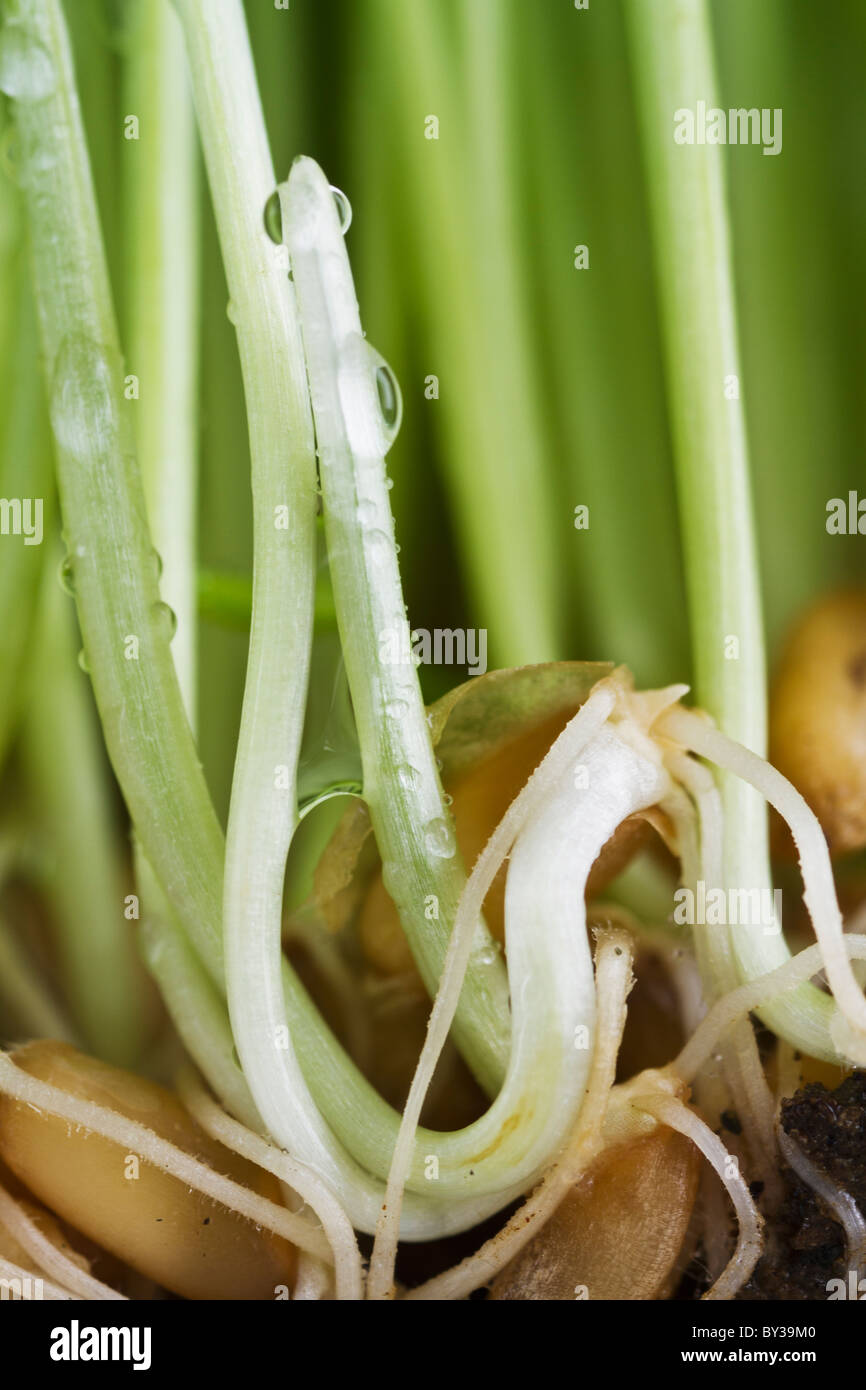 Sprout root hi-res stock photography and images - Alamy