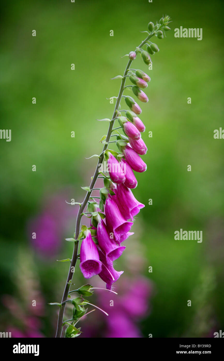Pretty foxgloves hi-res stock photography and images - Alamy