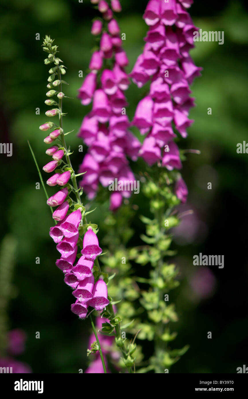 Foxgloves in detail hi-res stock photography and images - Alamy