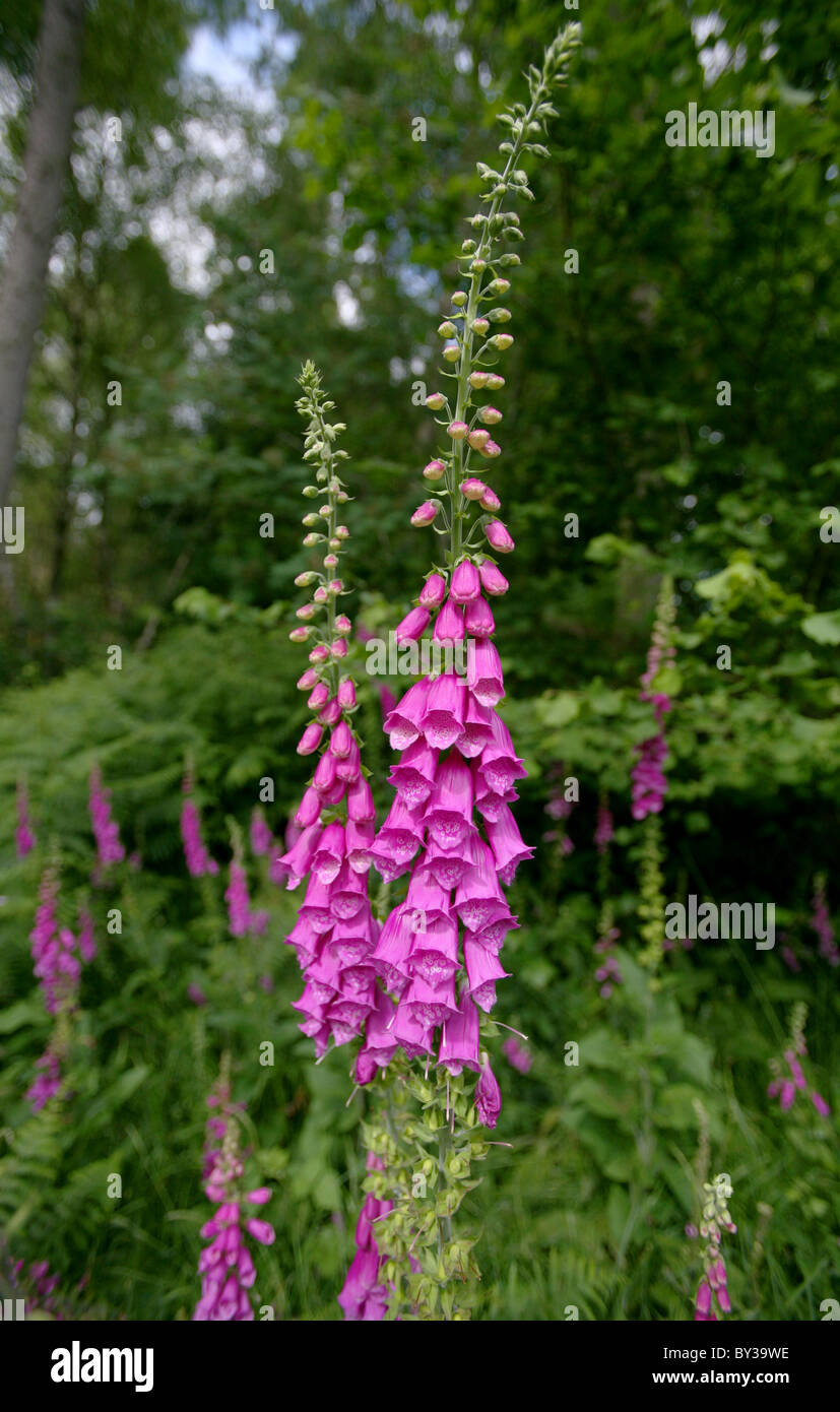 Foxgloves in detail hi-res stock photography and images - Alamy