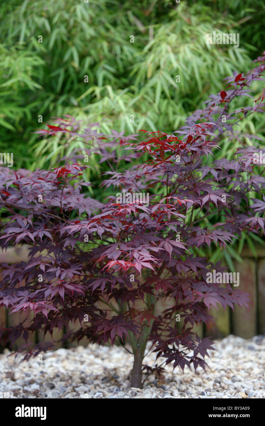 Japanese Maple Acer plant Stock Photo - Alamy