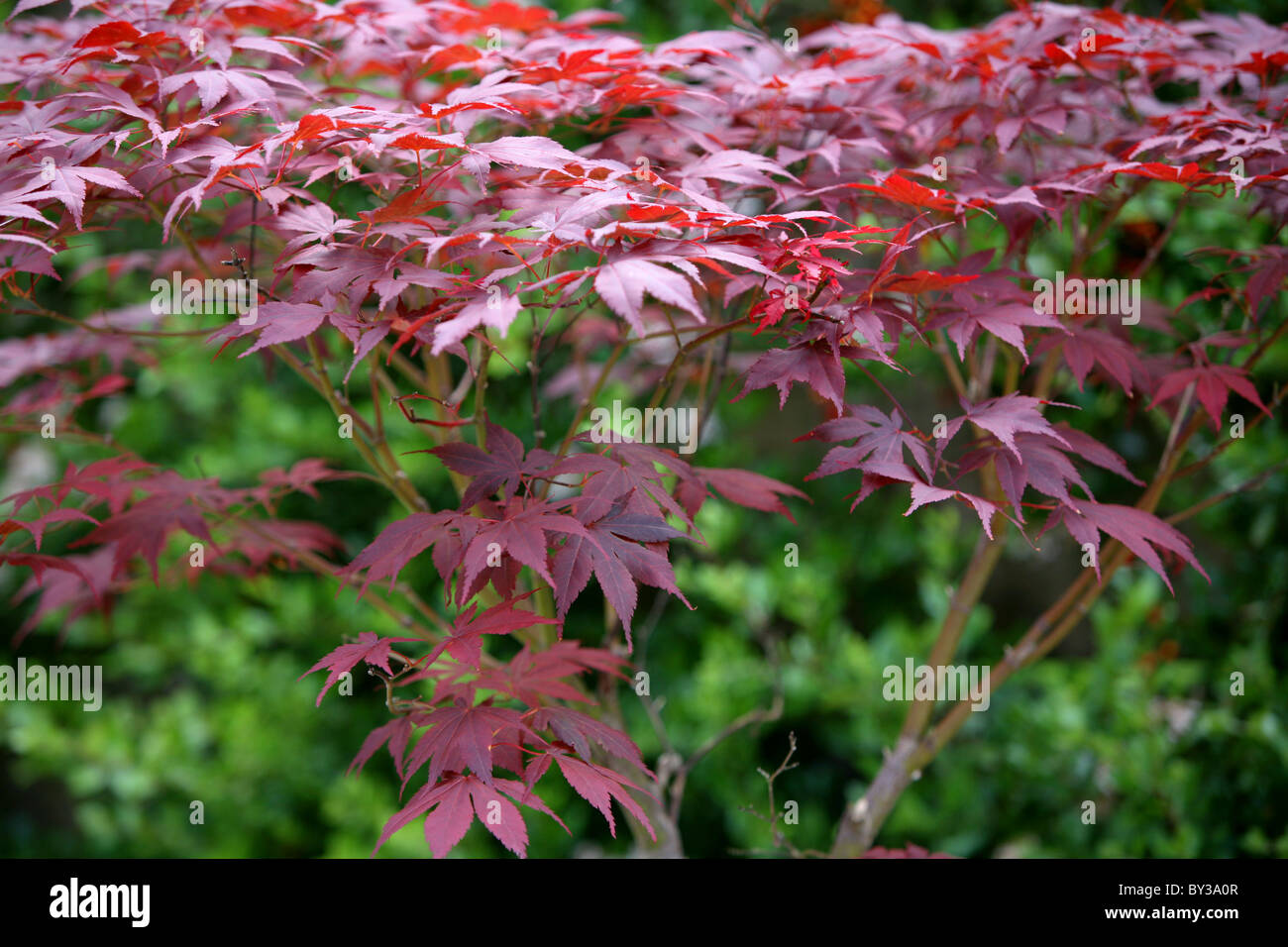 Japanese Maple Acer plant Stock Photo - Alamy