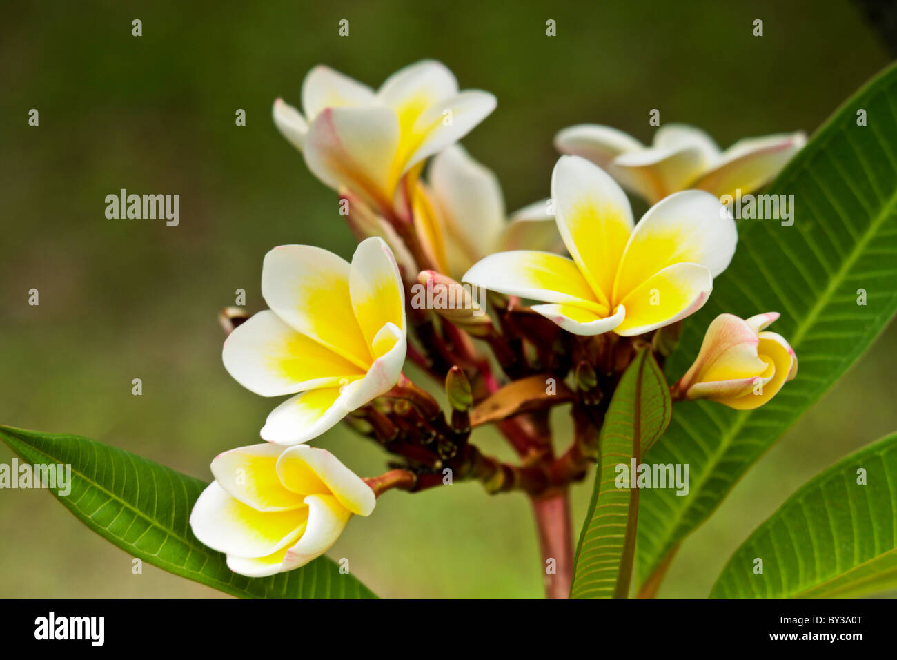 Frangipani in the garden hi-res stock photography and images - Alamy