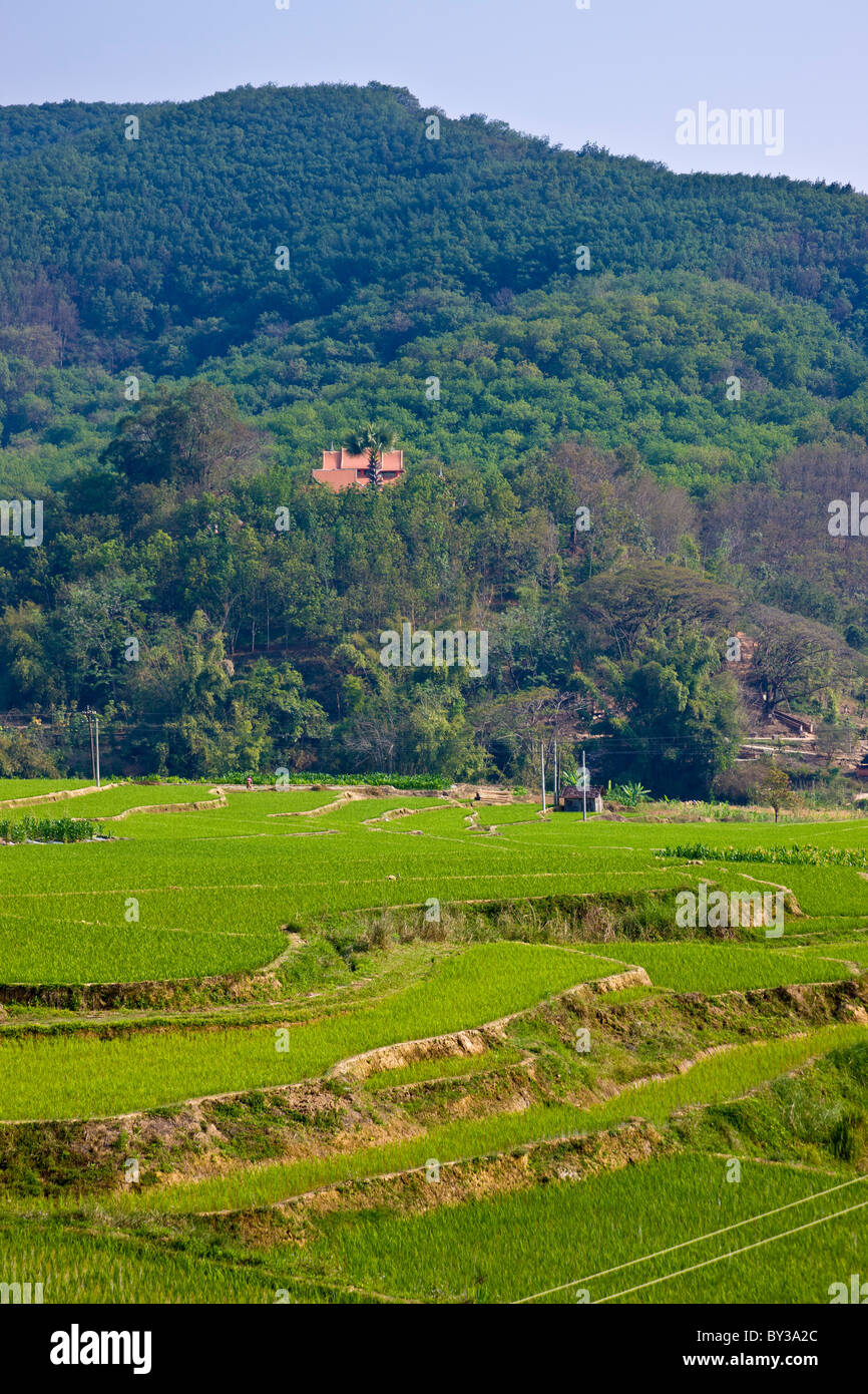 Rice fields near Menghai, Yunnan Province, Xishuangbanna Region, People ...