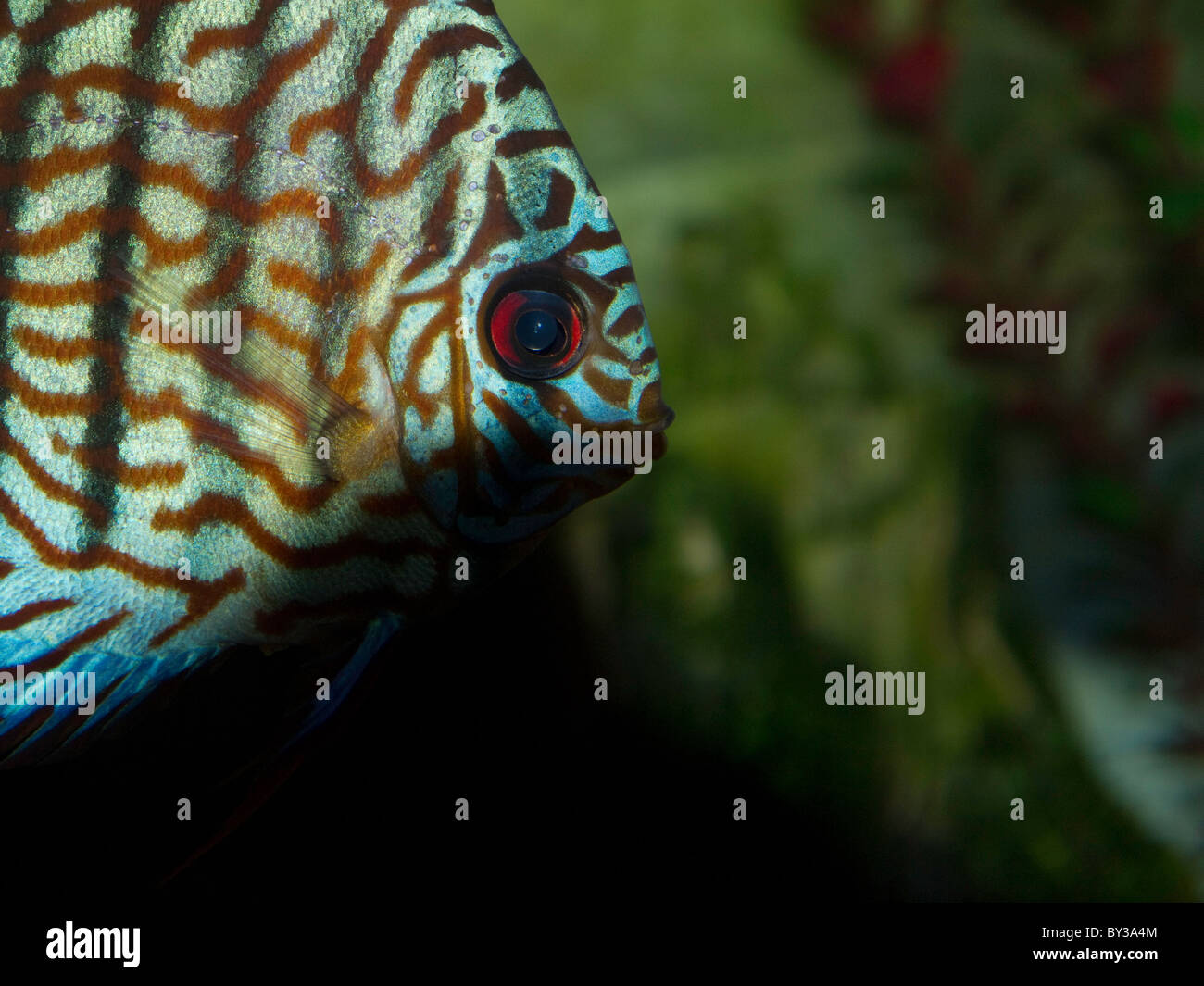 Amazonian hi-res stock photography and images - Alamy