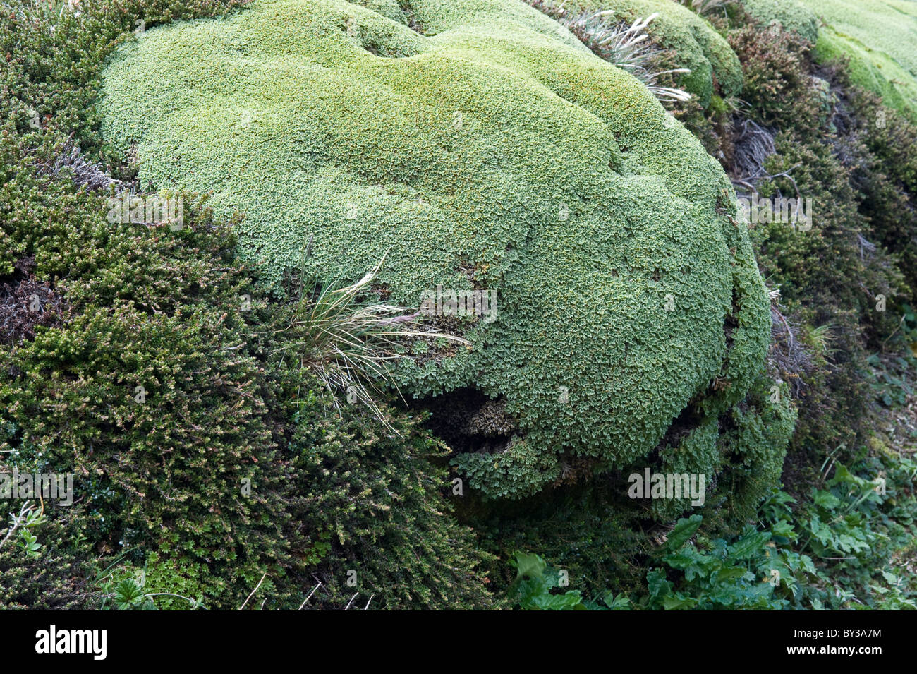 Bolax hi-res stock photography and images - Alamy