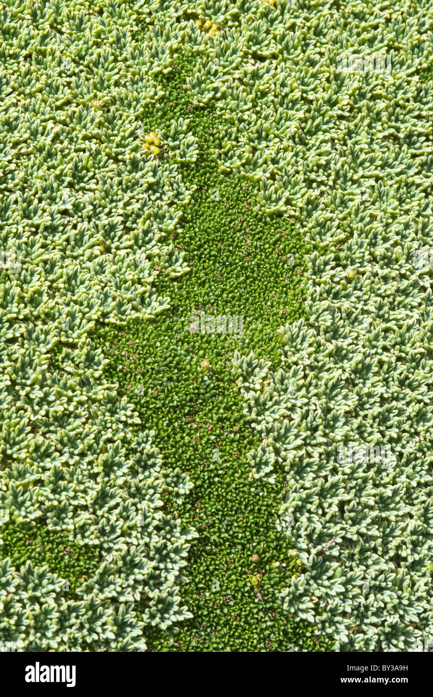 Balsam Bog (Bolax gummifera) grows at foothill of Glaciar Martial above ...