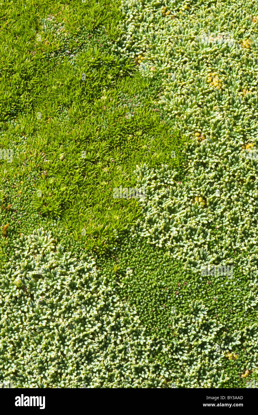 Bolax hi-res stock photography and images - Alamy