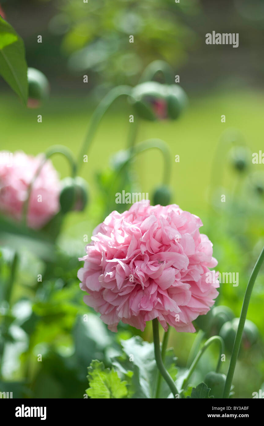 Double pink poppies and poppy buds, close-up Stock Photo - Alamy