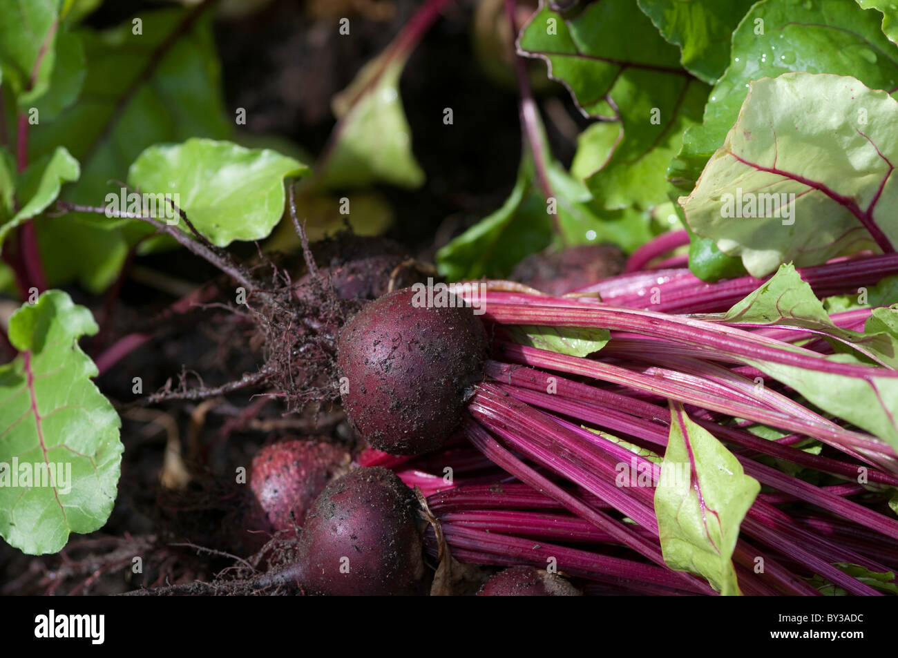 Homegrown beetroot fresh out of the ground Stock Photo - Alamy