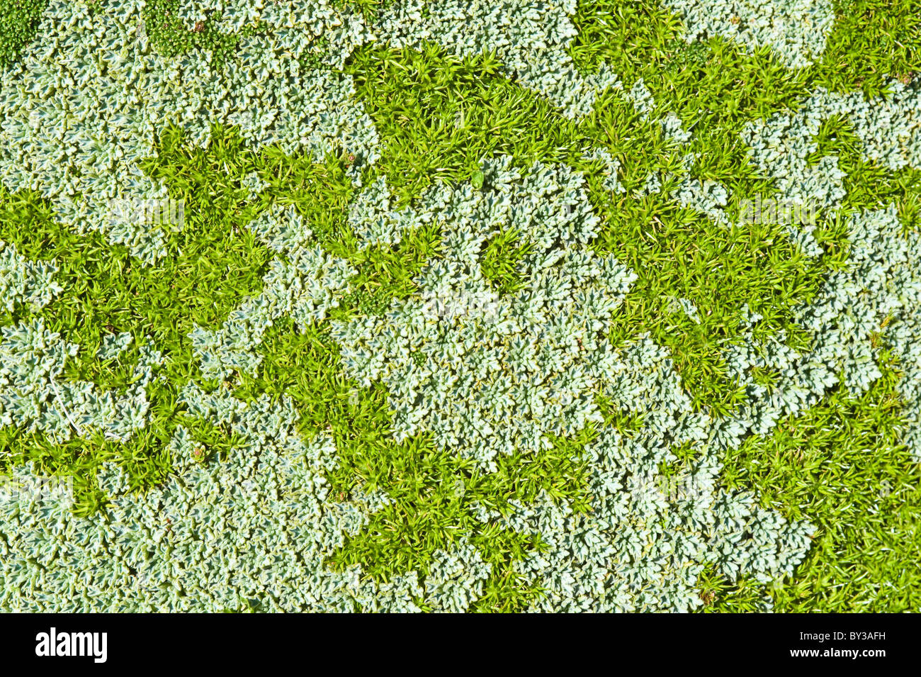 Bolax hi-res stock photography and images - Alamy