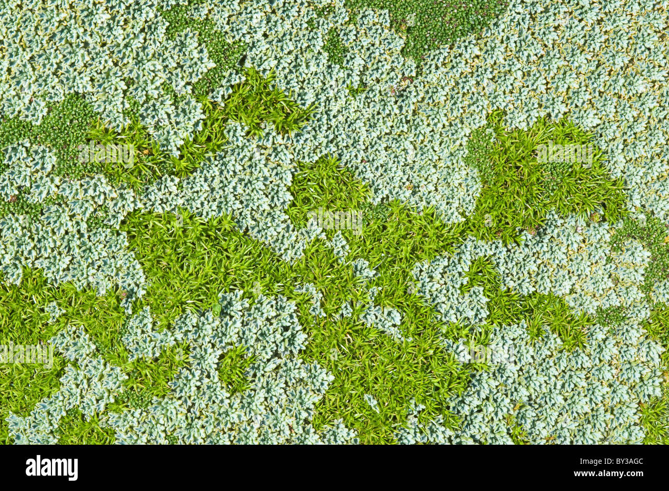 Bolax hi-res stock photography and images - Alamy