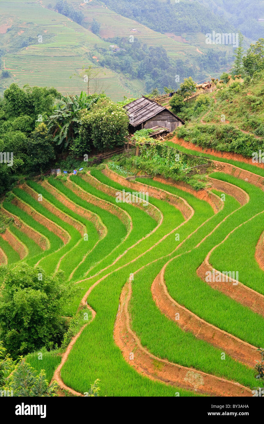 Rice Paddy Terrace Pattern Stock Photo - Alamy
