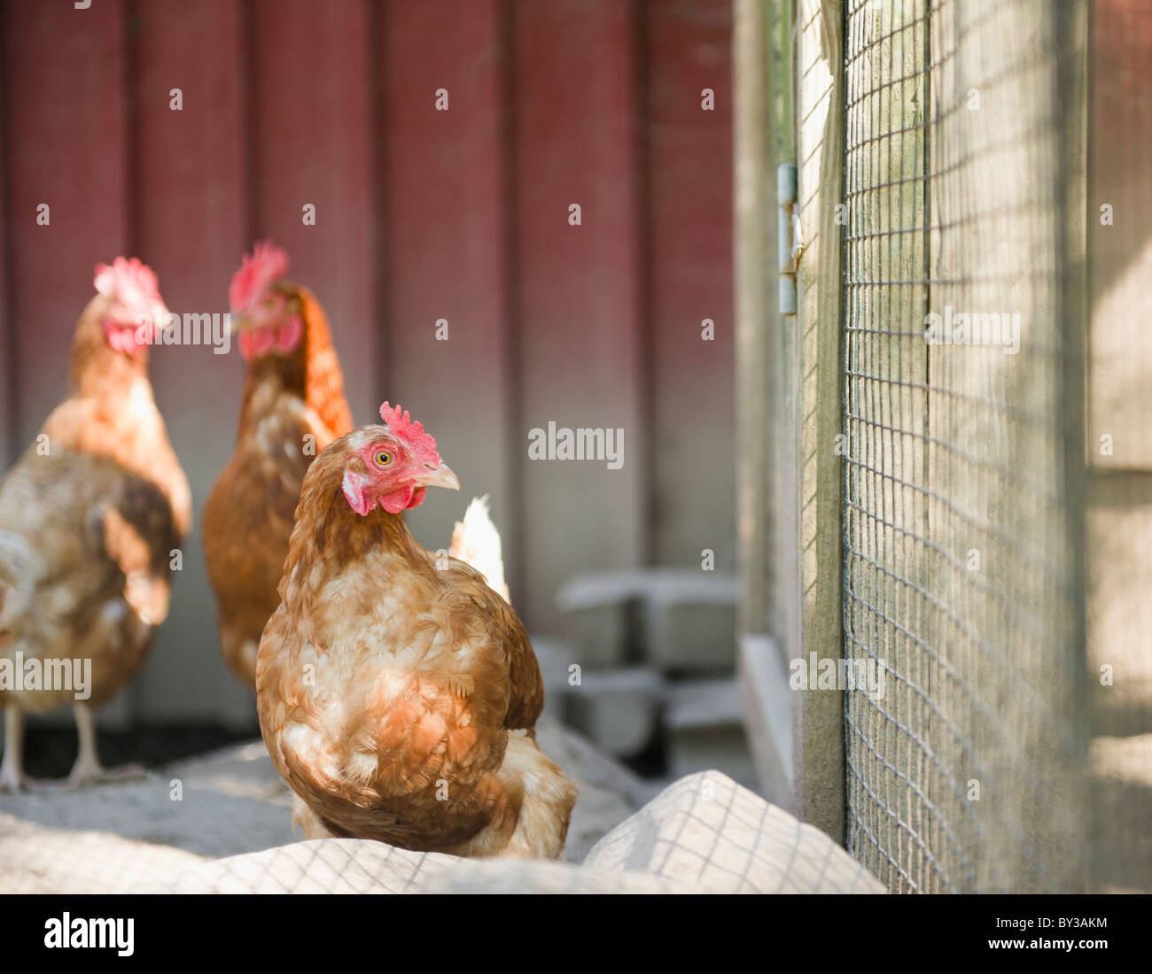 Hen house hi-res stock photography and images - Alamy