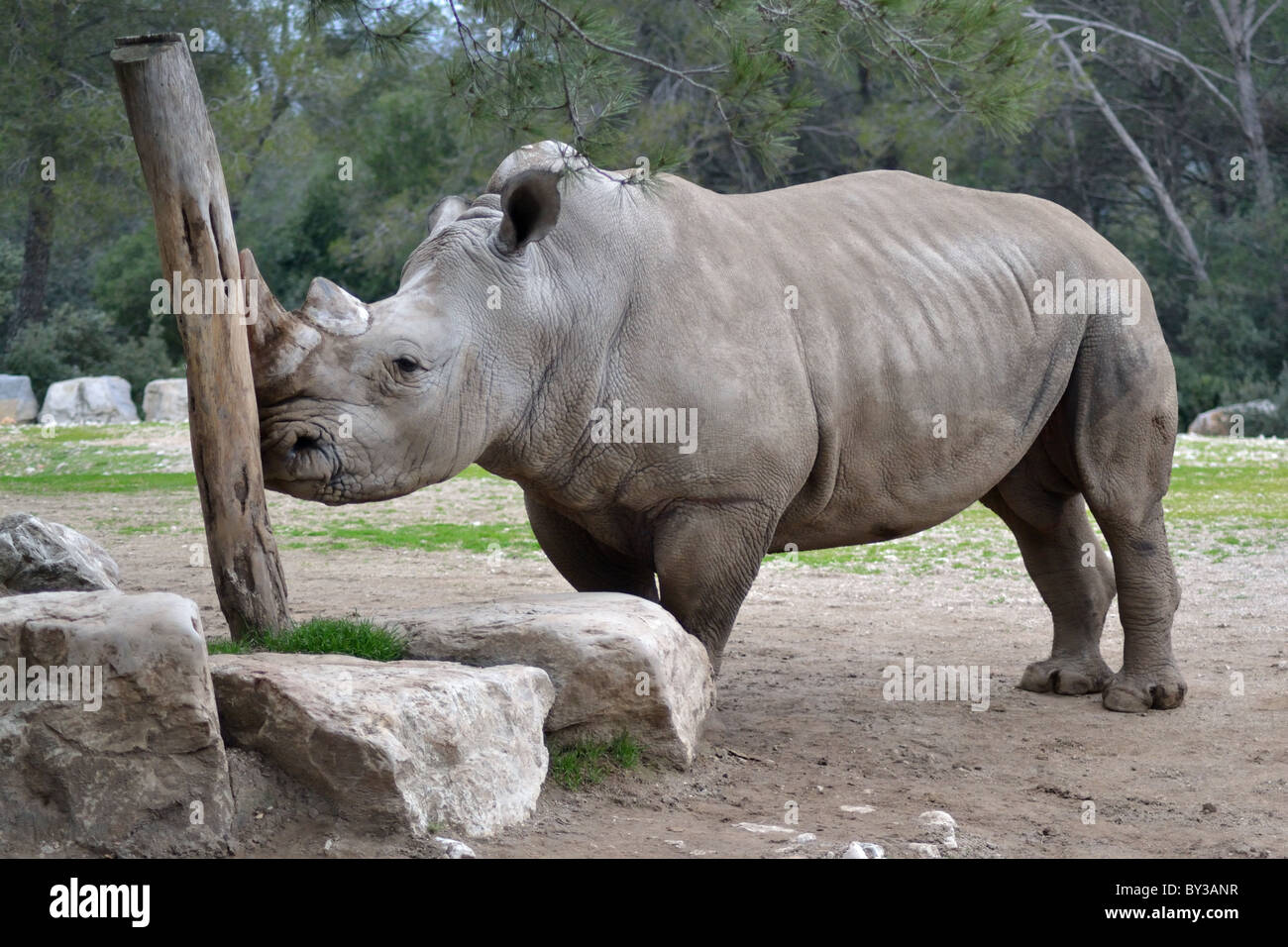 Rhino rhino rhino hi-res stock photography and images - Alamy