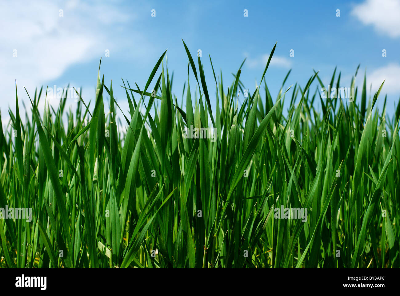 Wheat Leaves High Resolution Stock Photography and Images - Alamy