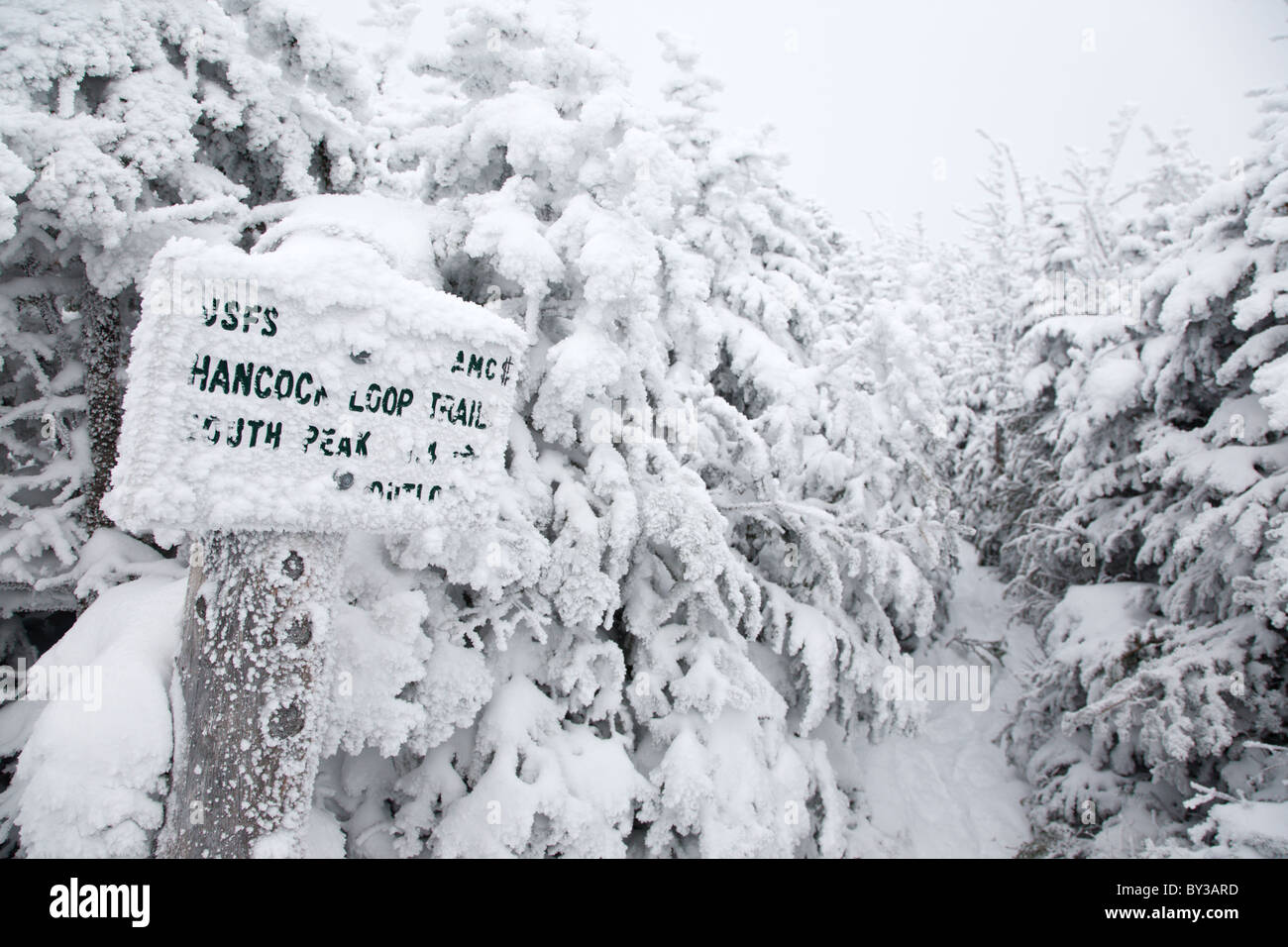 Snow covered forest along the Hancock Loop Trail on the summit of Mount ...