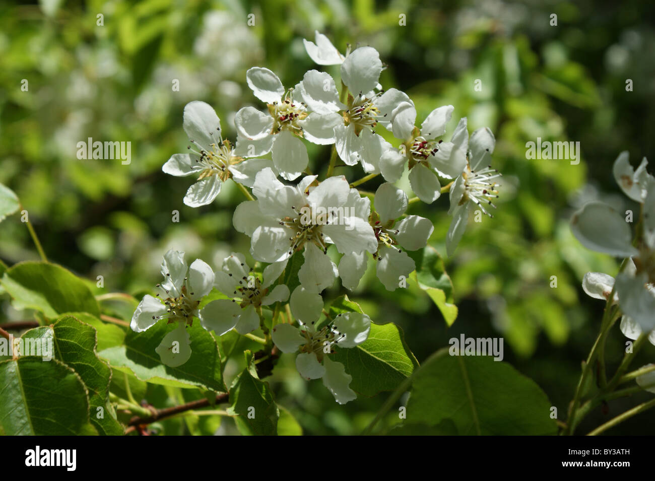 Pyrus cordata Plymouth Pear Stock Photo - Alamy