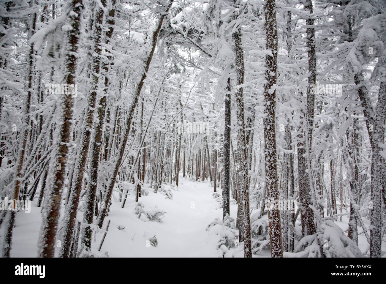 Snow covered forest along the Hancock Loop Trail in the White Mountains ...