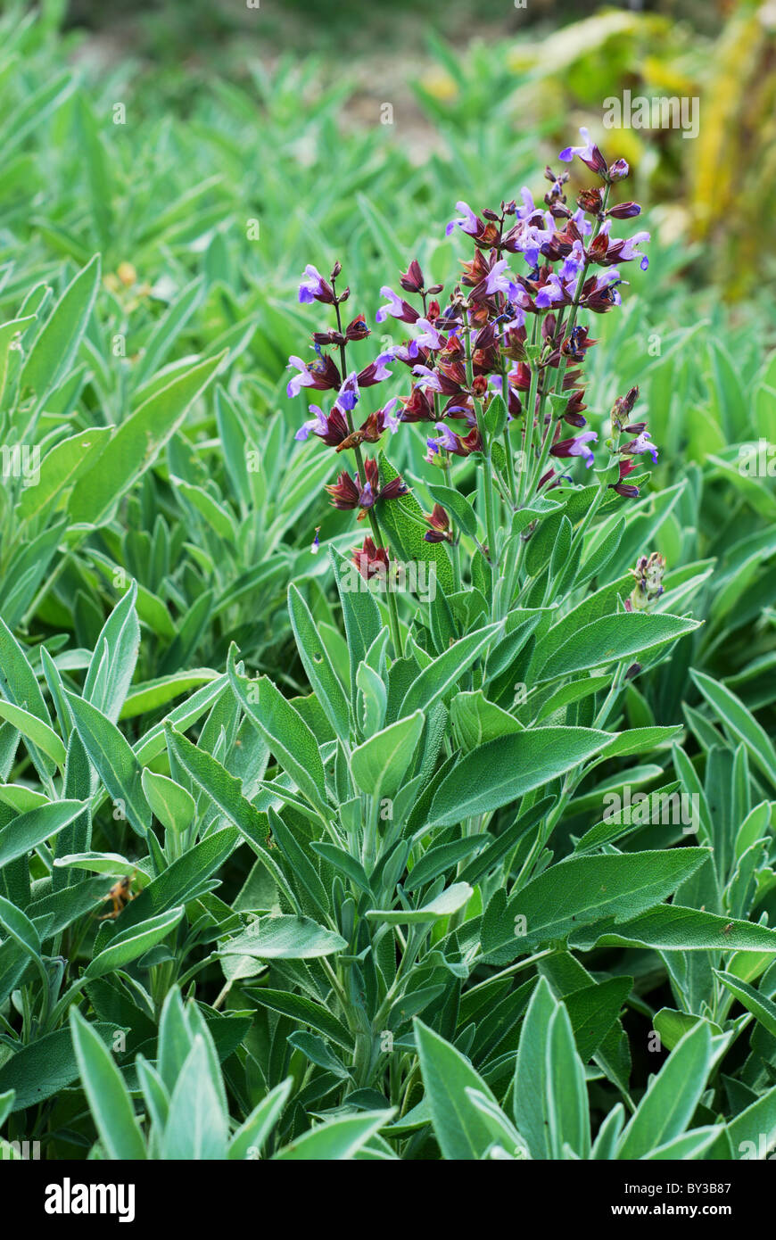 Sage Plant High Resolution Stock Photography and Images - Alamy