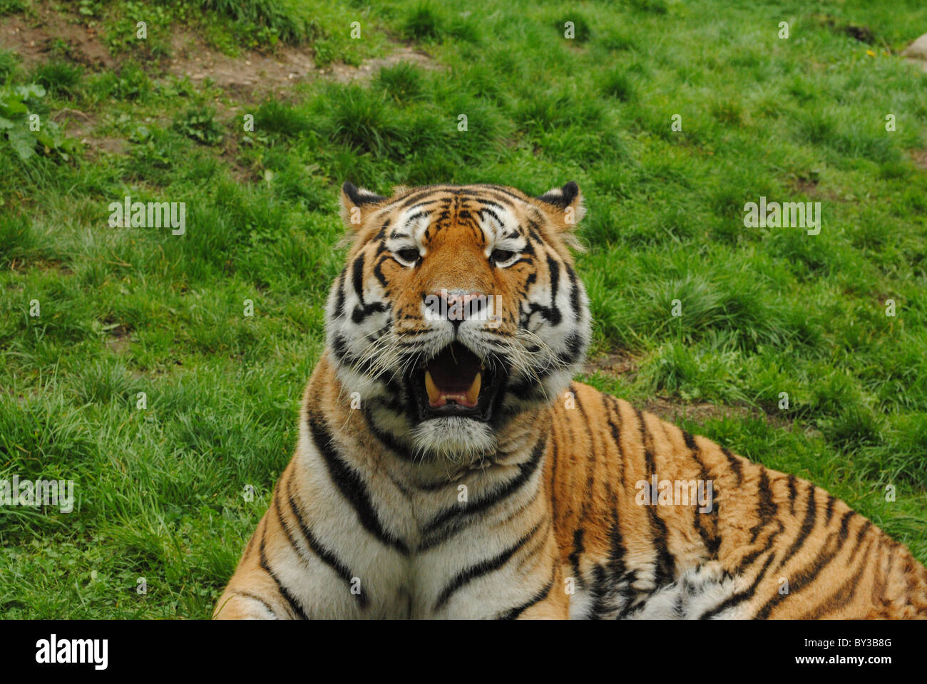 How the tiger got its stripes hi-res stock photography and images - Alamy