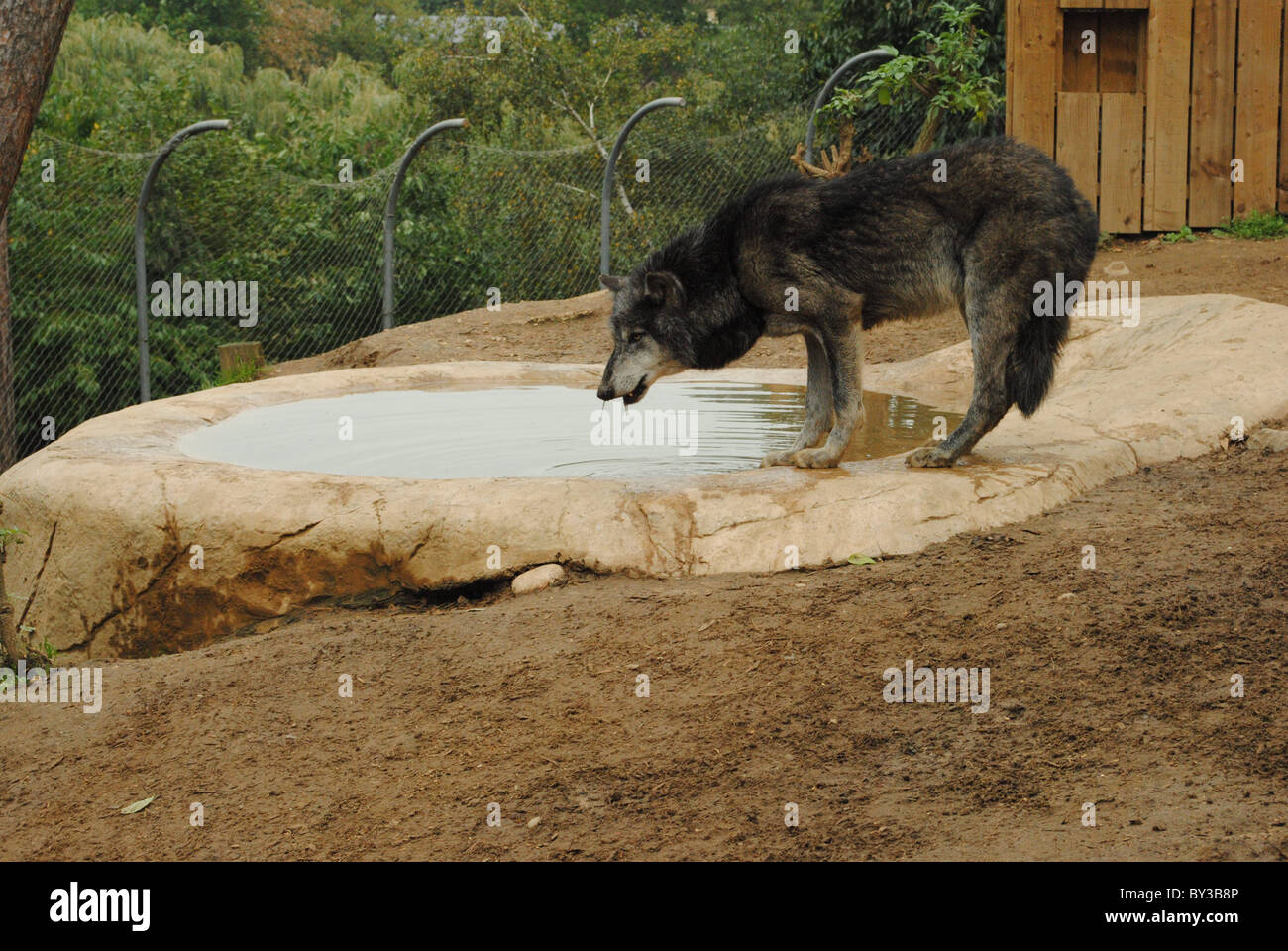 Wolf drinking water hi-res stock photography and images - Alamy