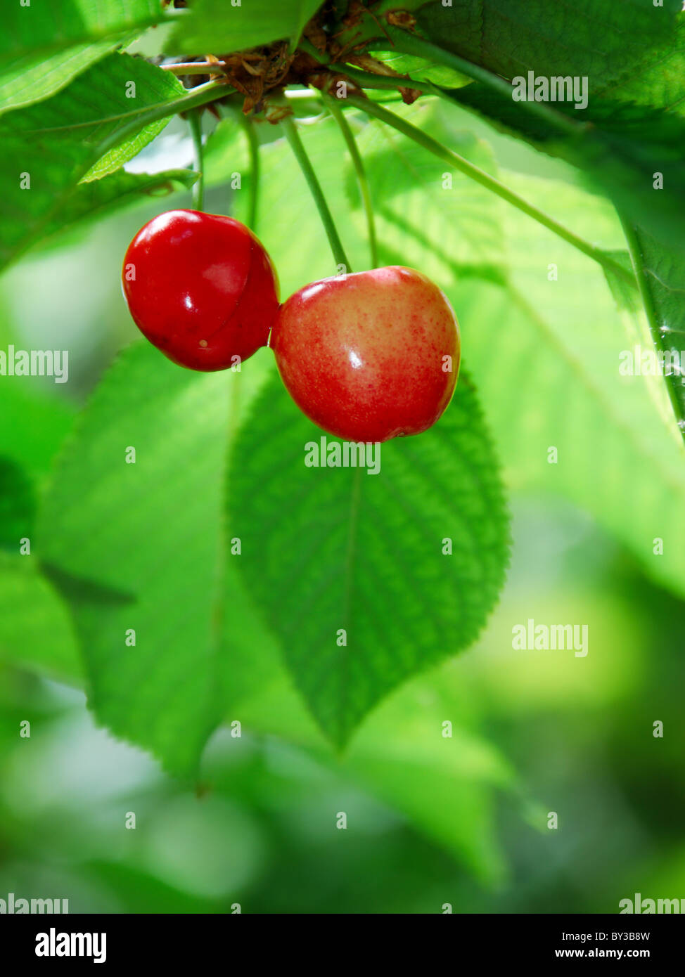 Cherries hanging from tree hi-res stock photography and images - Alamy