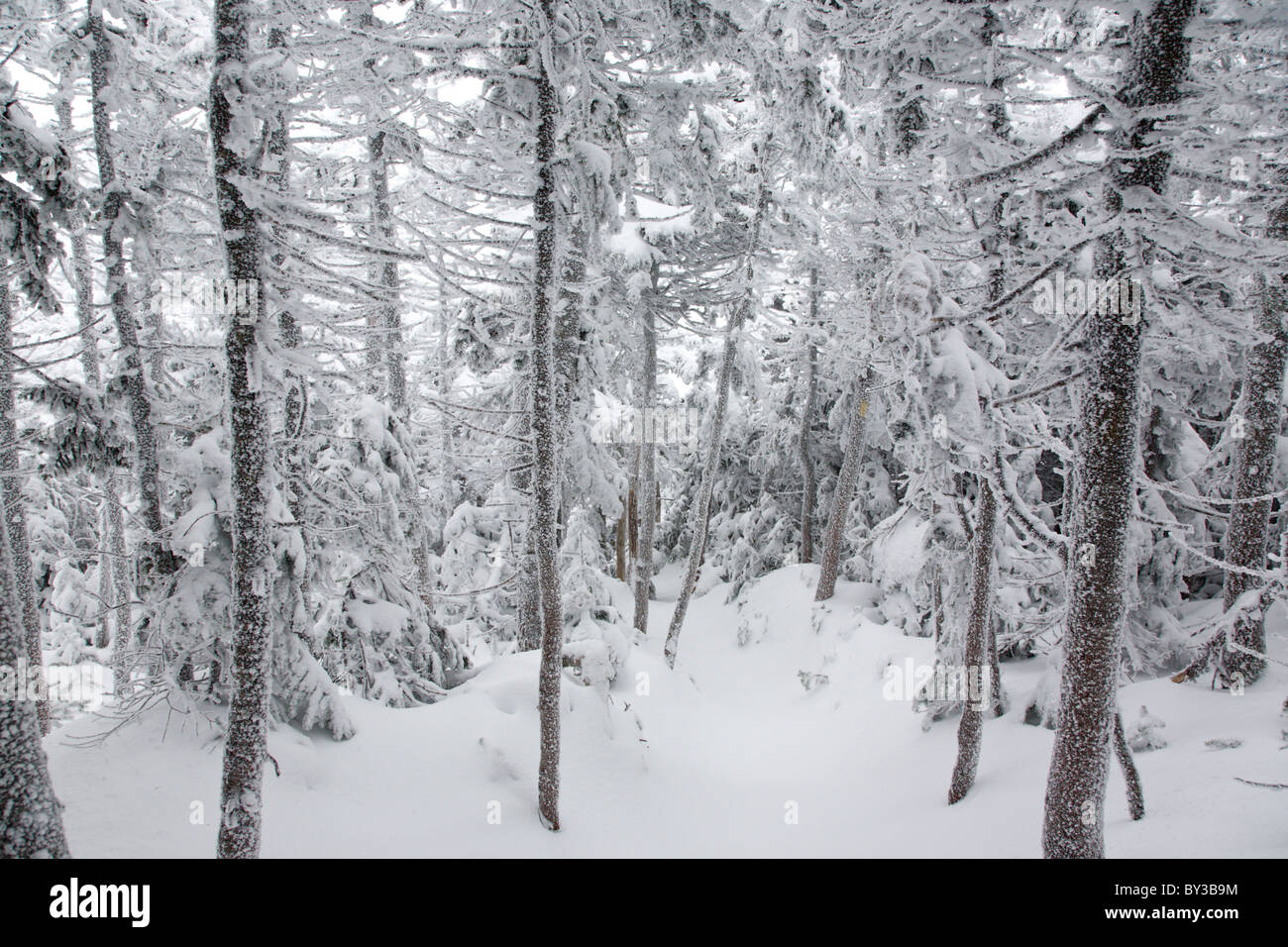 Snow covered forest along the Hancock Loop Trail in the White Mountains ...