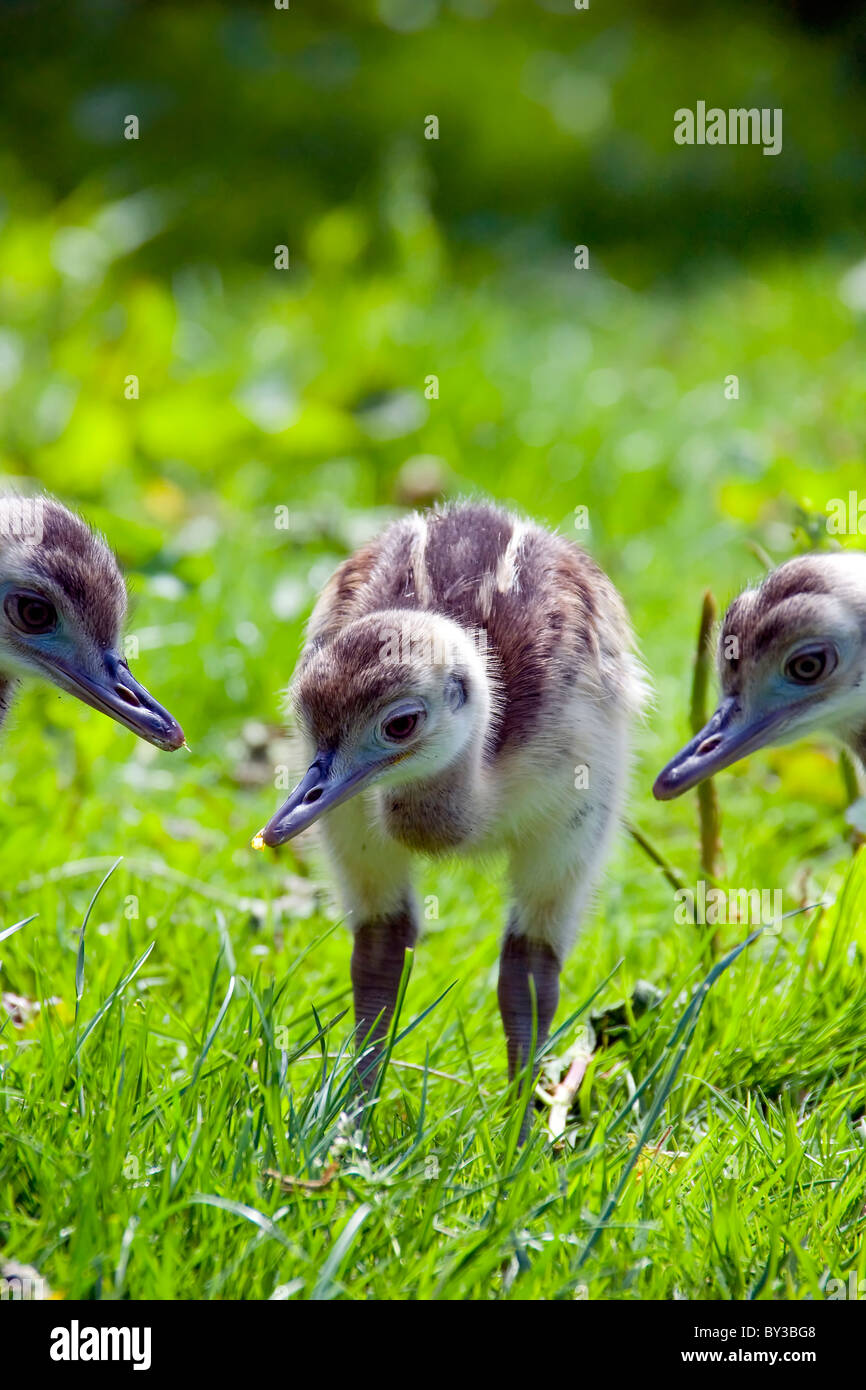 Rhea bird chick hi-res stock photography and images - Alamy