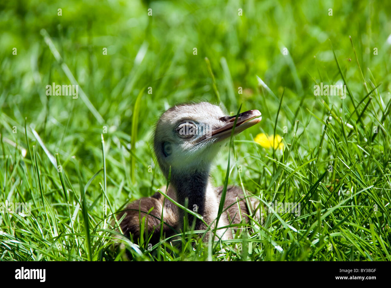 Rhea bird chick hi-res stock photography and images - Alamy