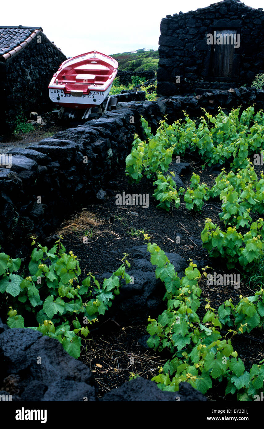 Coastal vineyard near Biscoitos on Pico island in the Azores Stock ...