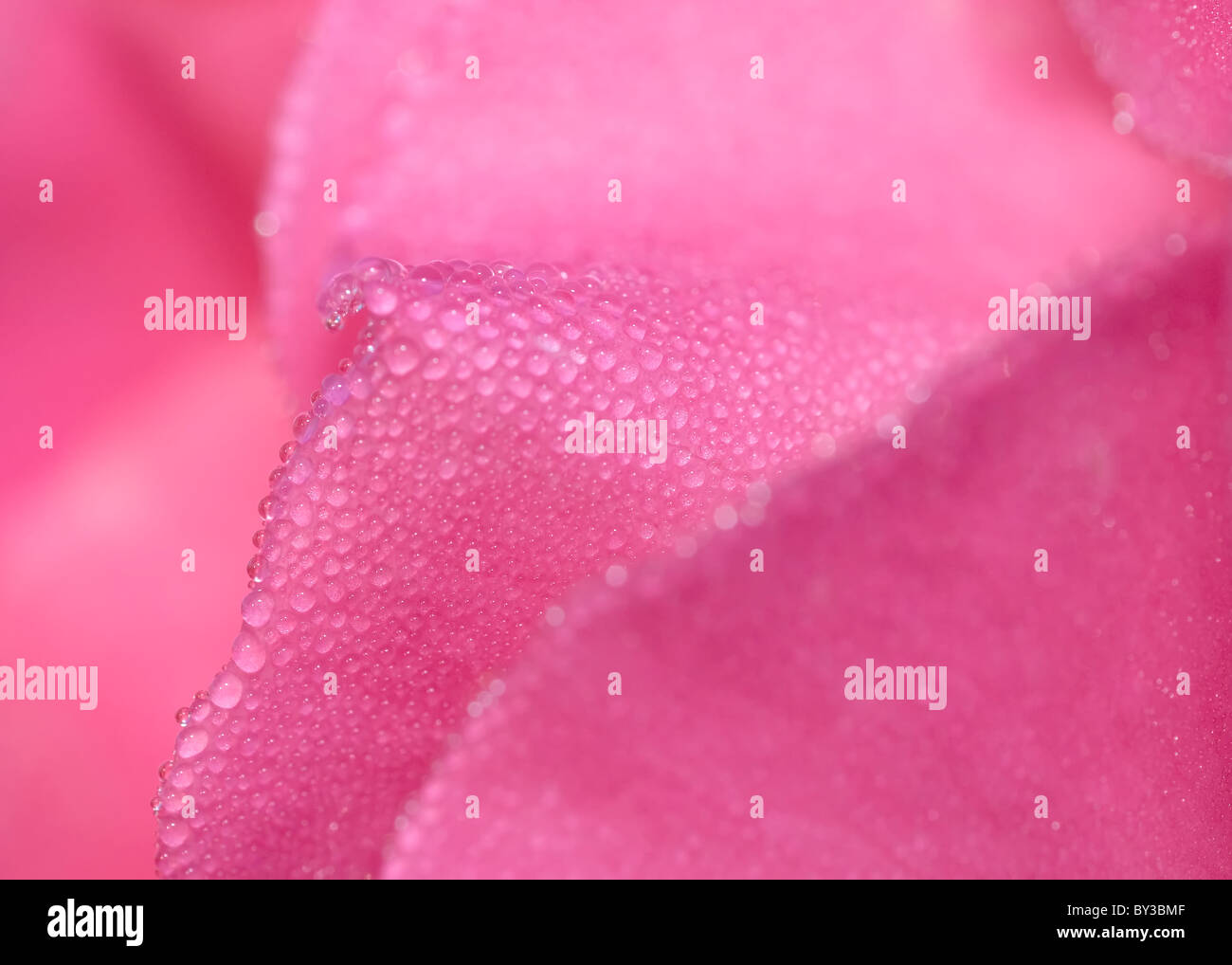 Dew on a petal hi-res stock photography and images - Alamy