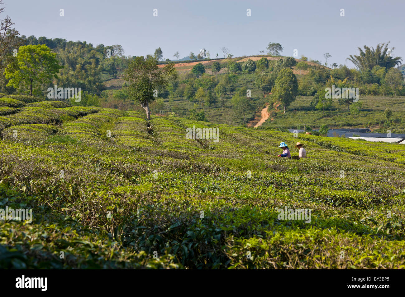 Tea plantation, Tea Research Institute, Yunnan Province, Xishuangbanna ...