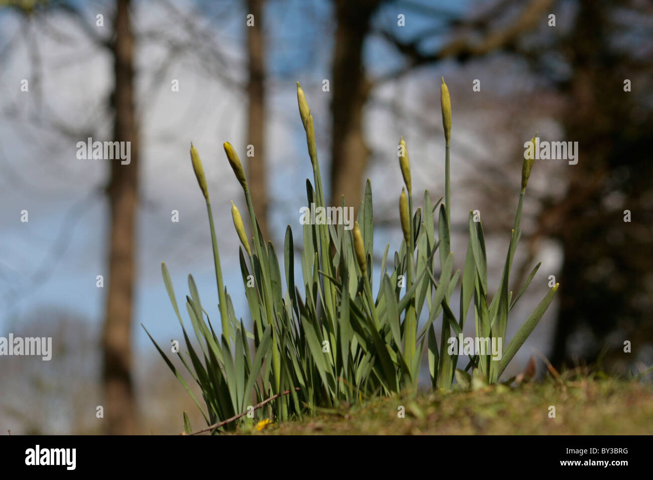 First daffodil buds in spring time in England Stock Photo - Alamy