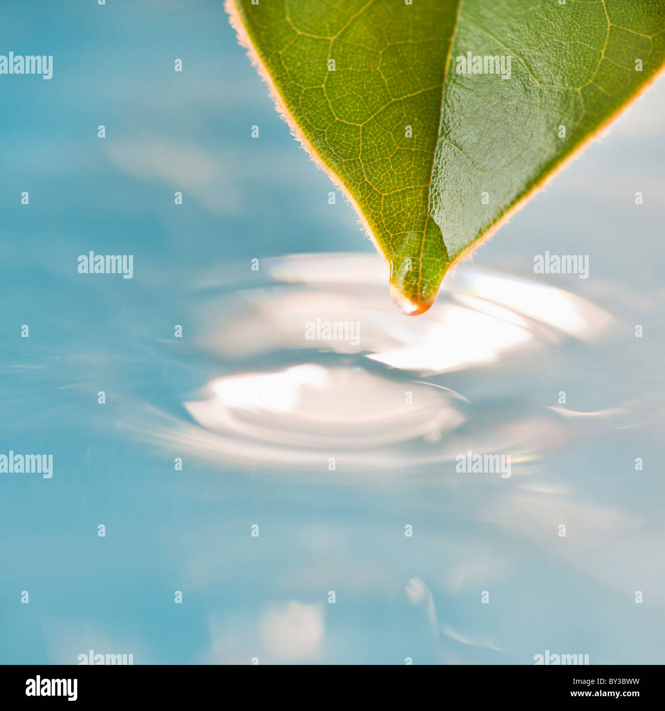 Leaf touching water surface Stock Photo - Alamy