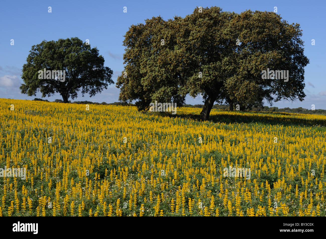 Cacem hi-res stock photography and images - Alamy