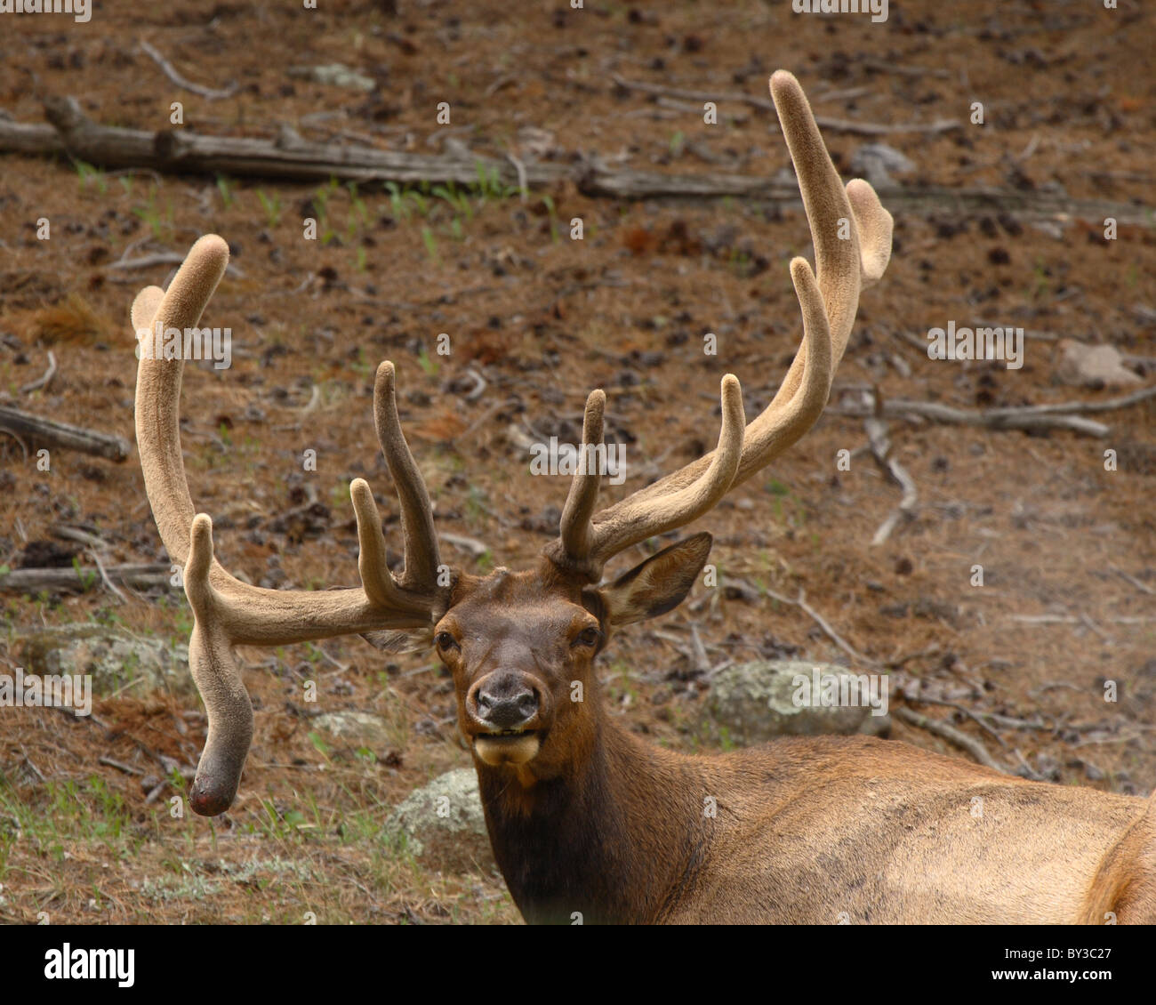 A bull Elk with a deformed antler Stock Photo - Alamy