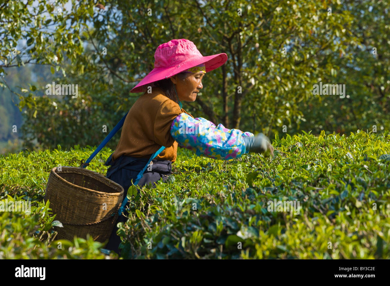 Woman in pink hat picking tea at Tea Research Institute, Yunnan ...