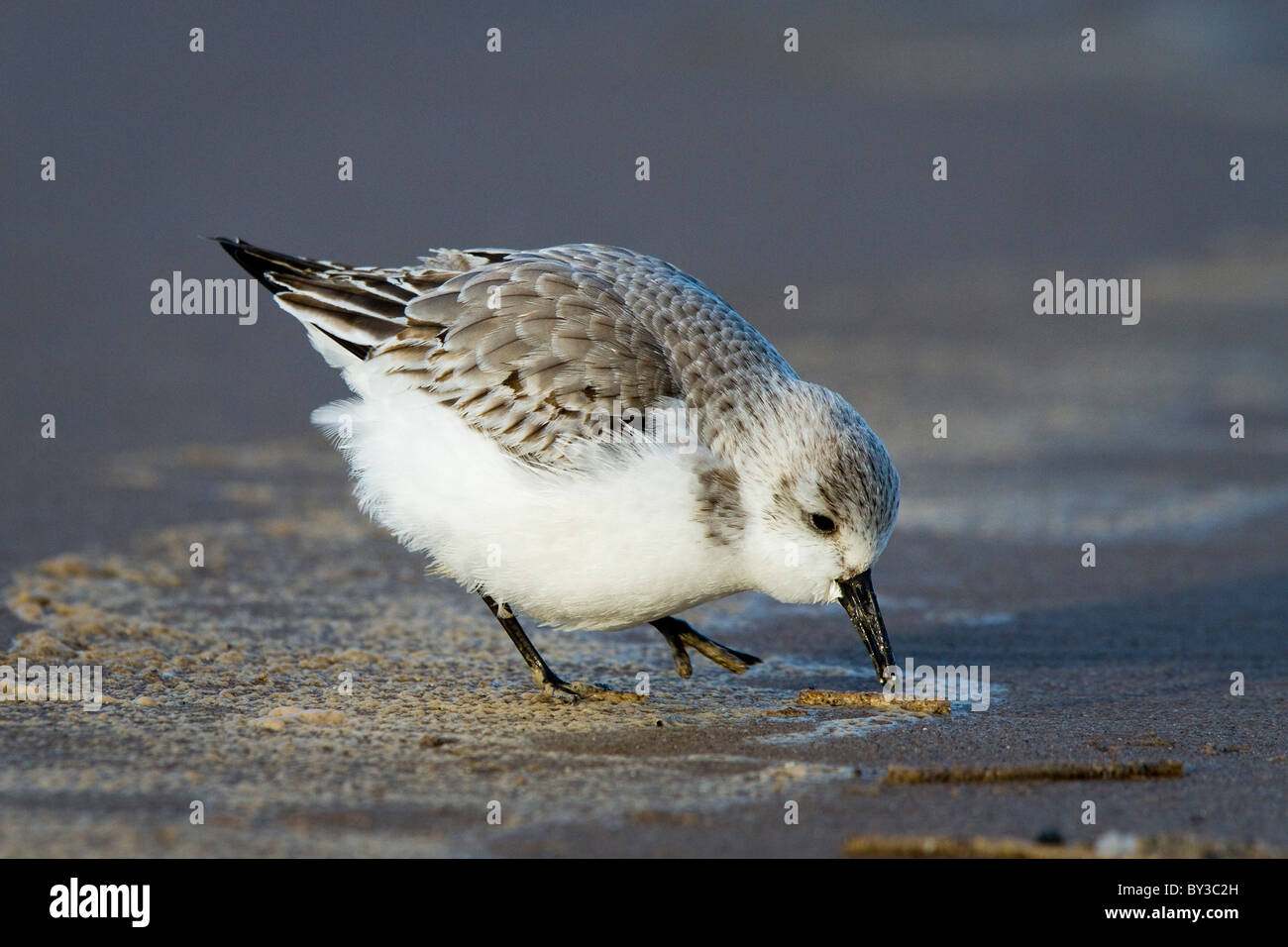 Scour the beach hi-res stock photography and images - Alamy