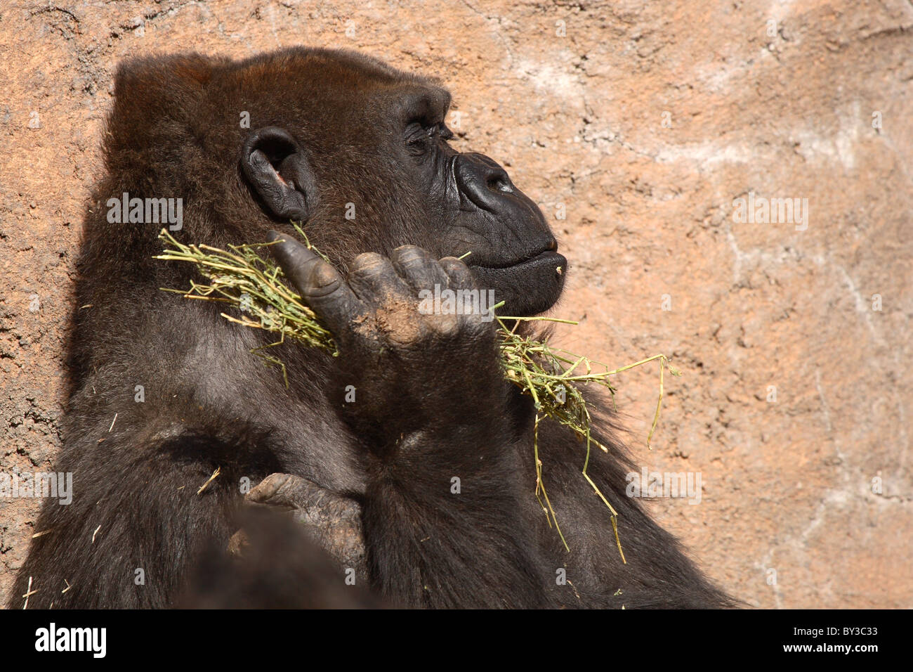 An ape looking into the distance Stock Photo - Alamy